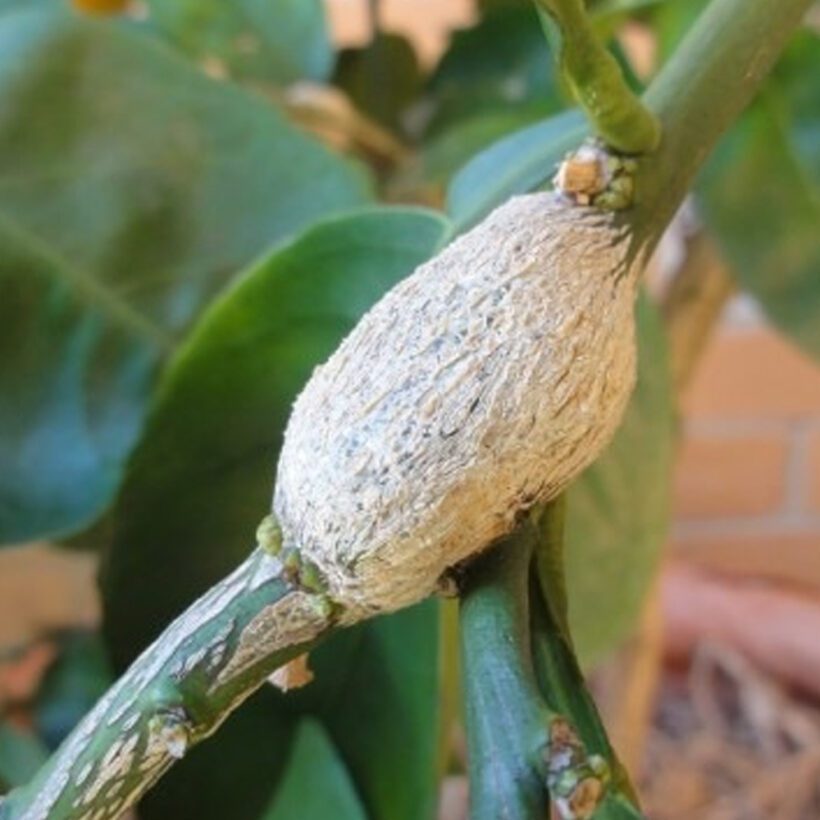 Citrus Gall Wasp & Fruit Fly Trap - Brunnings